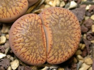 Recognizing – Lithops