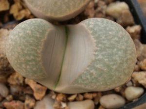 Recognizing – Lithops