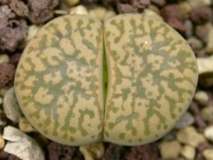 Recognizing – Lithops