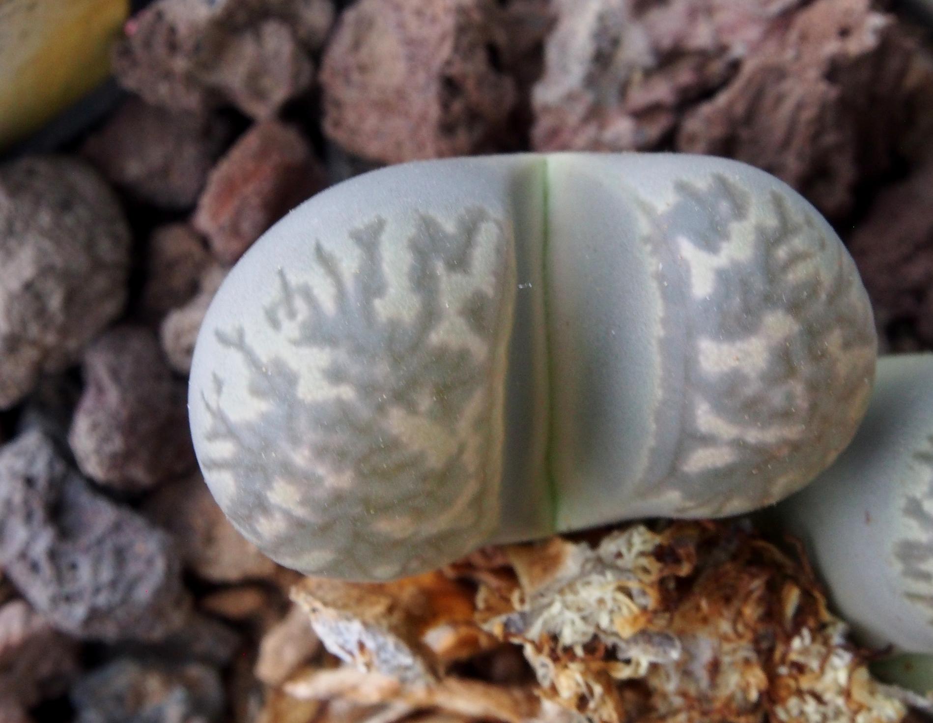 Recognizing – Lithops