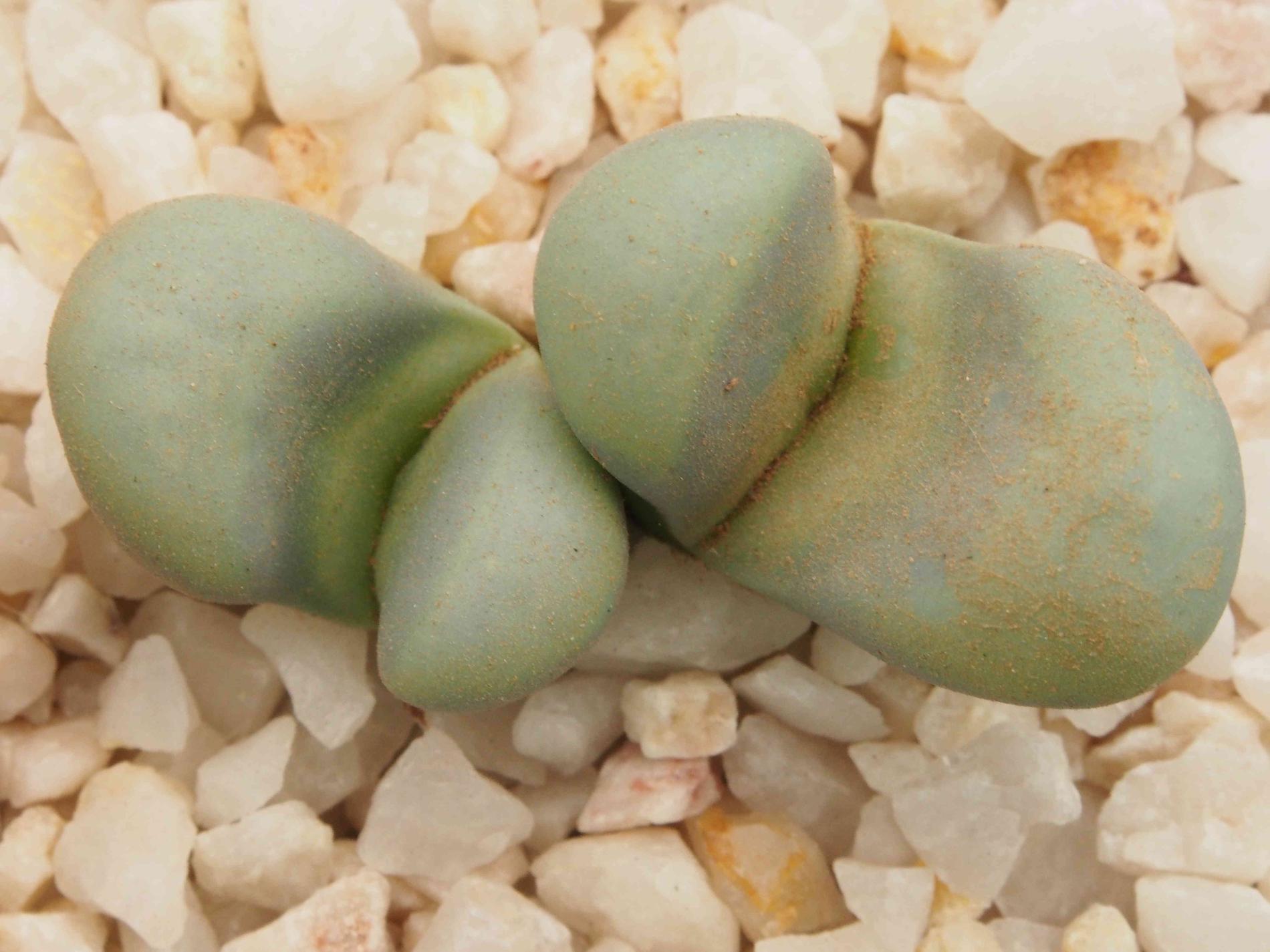Recognizing – Lithops