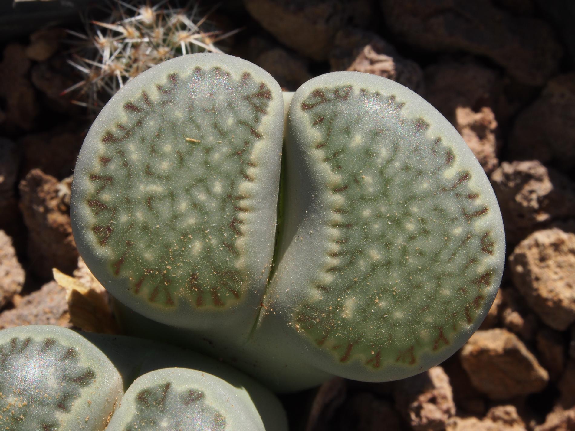 Recognizing – Lithops