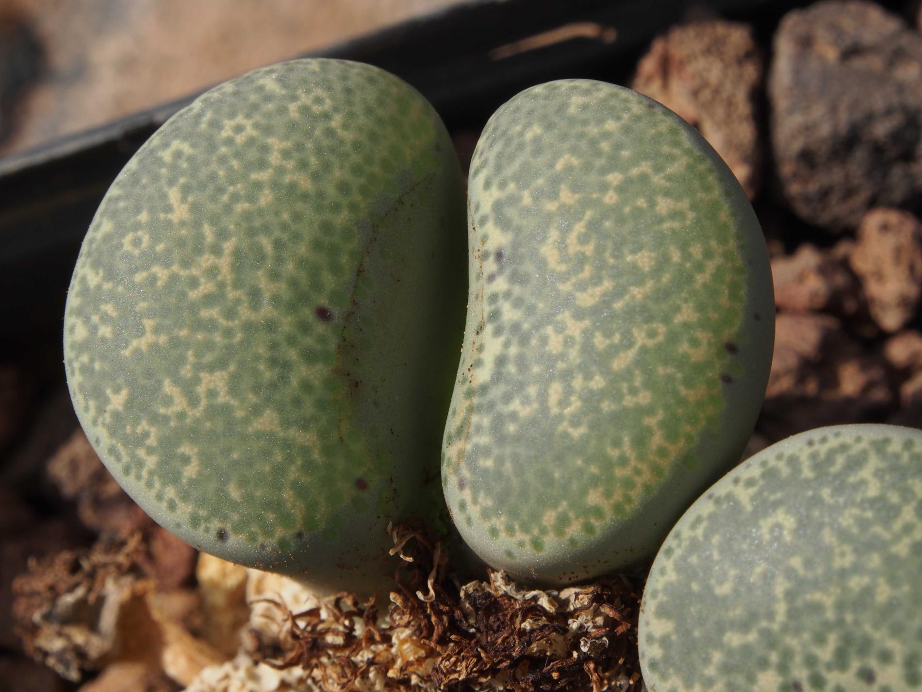 Recognizing – Lithops