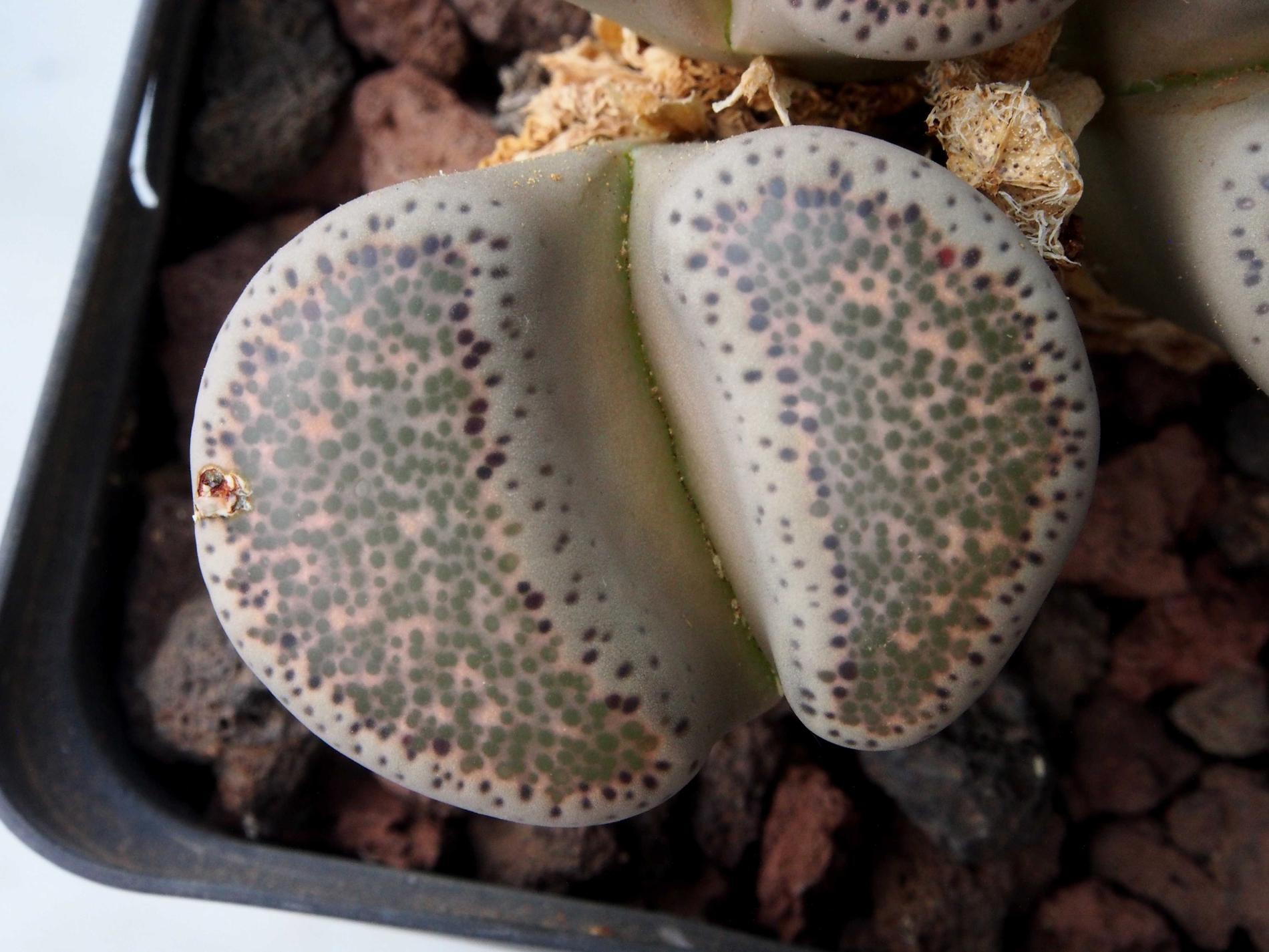 Recognizing – Lithops