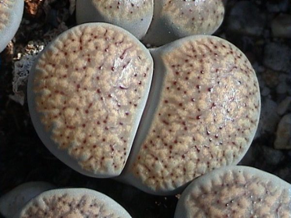 Recognizing – Lithops