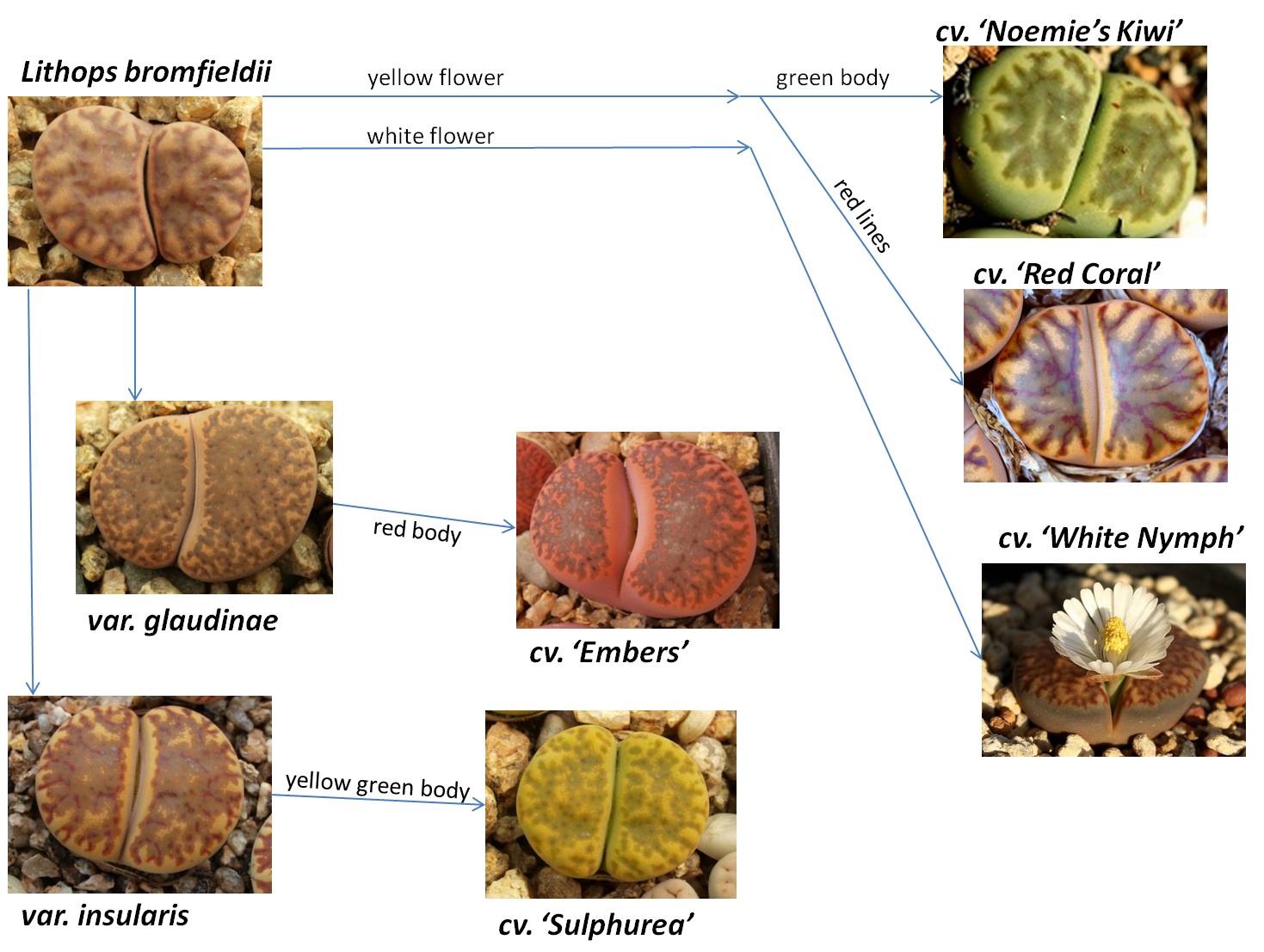 Precising Cultivars – Lithops