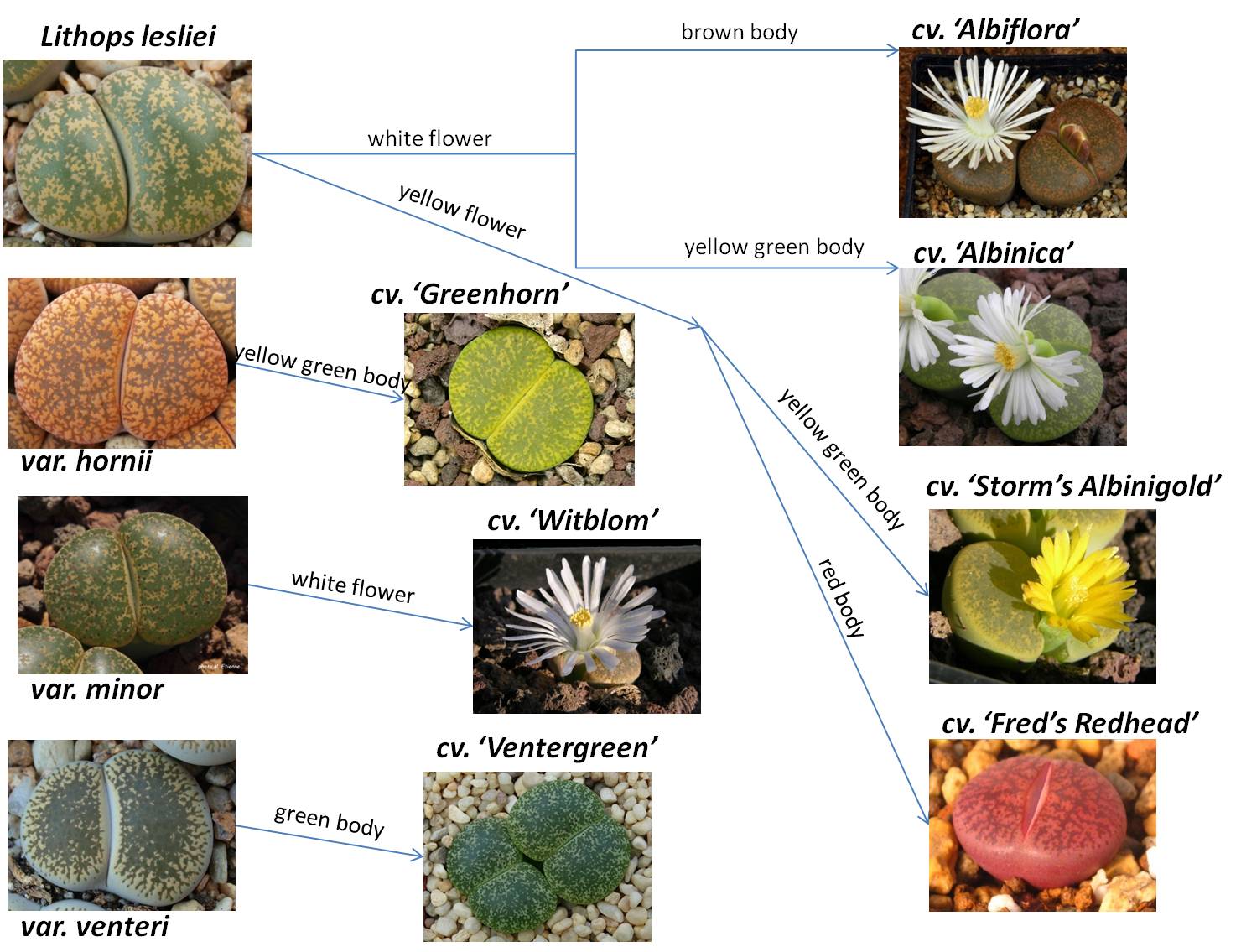 Precising Cultivars – Lithops