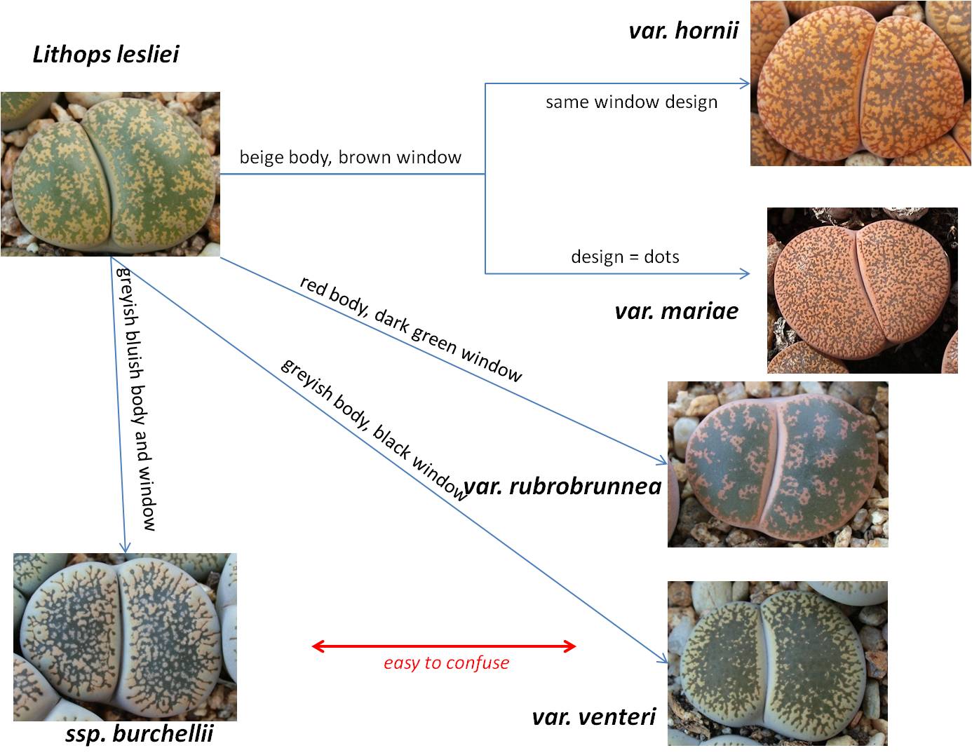 Precising – Lithops