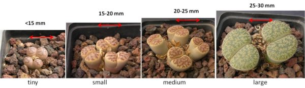 Recognizing – Lithops