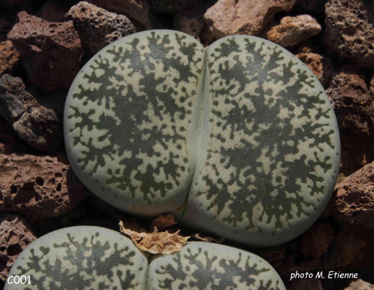 Cole numbers – Lithops