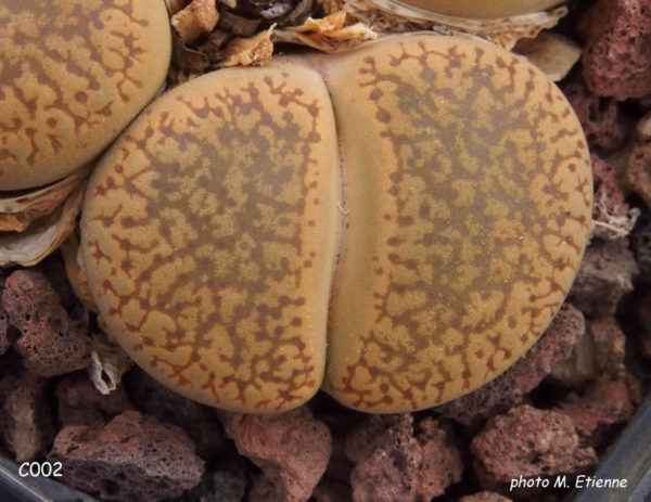 Cole numbers – Lithops
