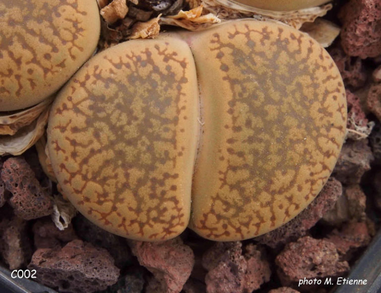 Cole numbers – Lithops