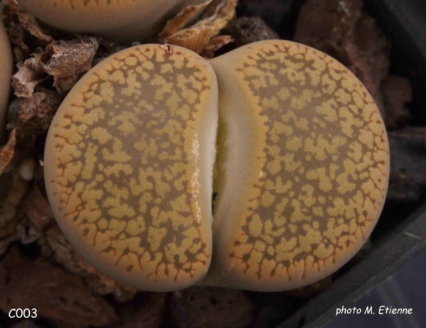 Cole numbers – Lithops