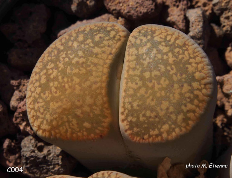 Cole numbers – Lithops