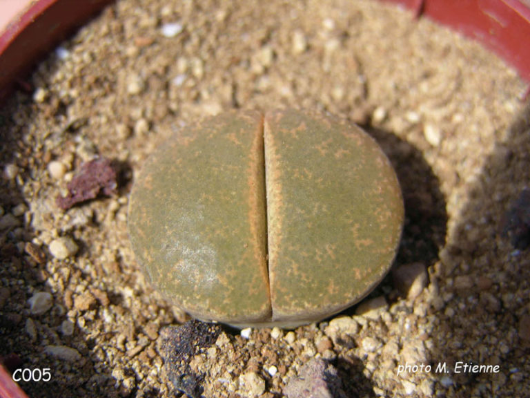 Cole numbers – Lithops