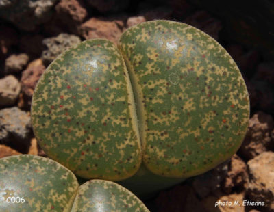 Cole numbers – Lithops
