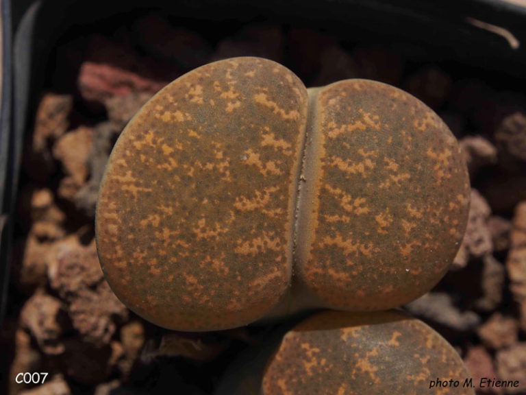 Cole numbers – Lithops