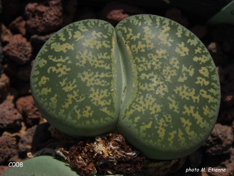 Cole numbers – Lithops