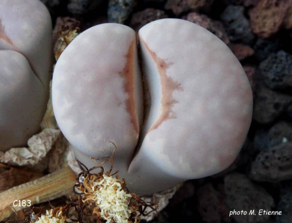Cultivars Gallery – Lithops