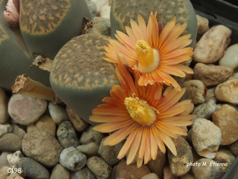 Cultivars Gallery – Lithops