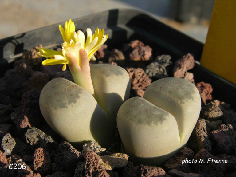 Flowers gallery – Lithops