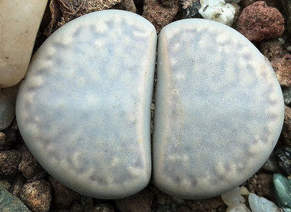 Recognizing – Lithops