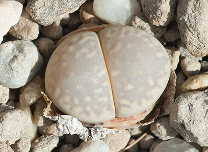 Recognizing – Lithops