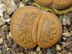 Recognizing – Lithops