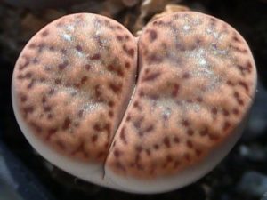 Recognizing – Lithops