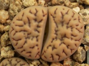 Recognizing – Lithops