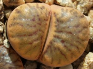 Recognizing – Lithops