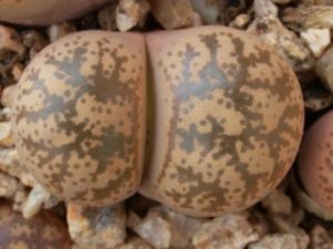 Recognizing – Lithops