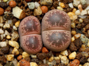 Recognizing – Lithops