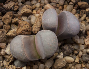 Recognizing – Lithops