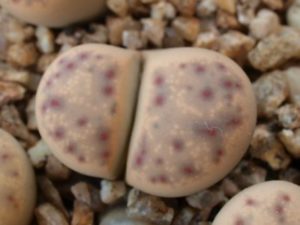 Recognizing – Lithops