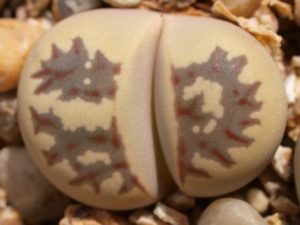 Recognizing – Lithops