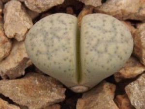 Recognizing – Lithops