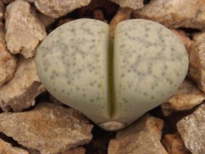 Recognizing – Lithops