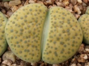 Recognizing – Lithops