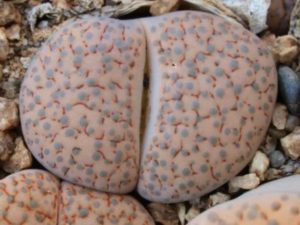Recognizing – Lithops