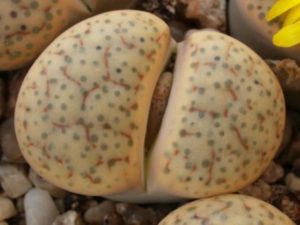 Recognizing – Lithops