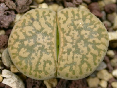 Recognizing – Lithops