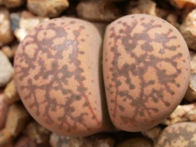 Recognizing – Lithops