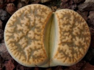 Recognizing – Lithops
