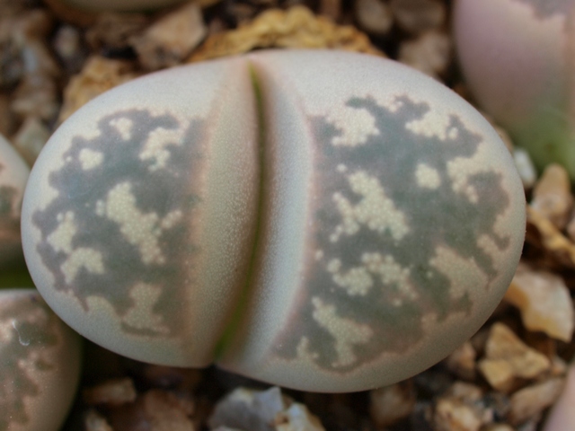 Recognizing – Lithops