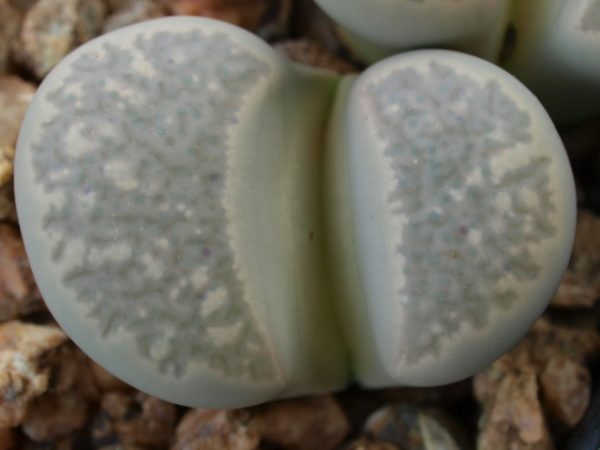 Recognizing – Lithops