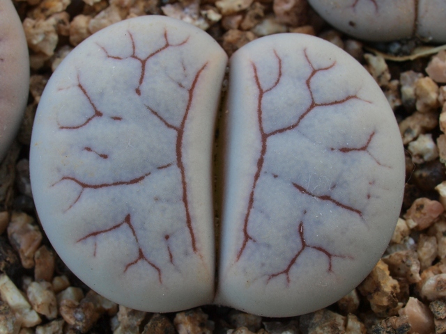 Recognizing – Lithops