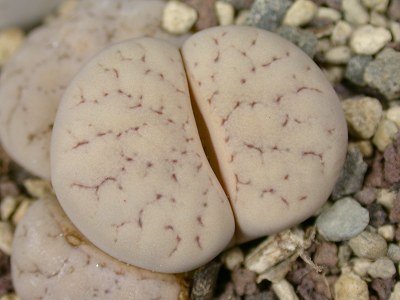 Recognizing – Lithops