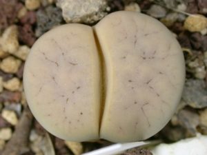 Recognizing – Lithops