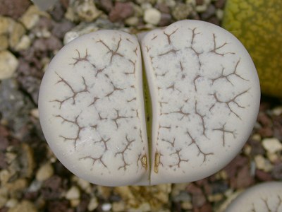 Recognizing – Lithops